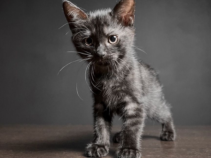 Котята курильского бобтейла