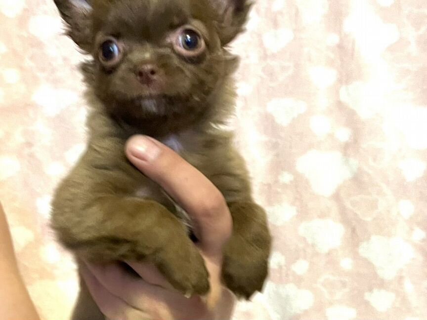 Щенки чихуахуа длинношерстные