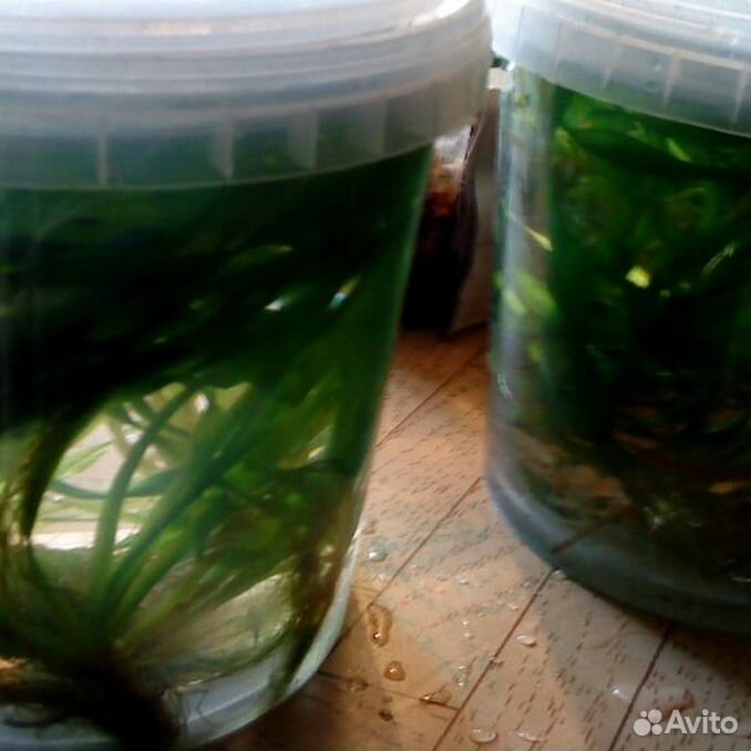 Винтовая валиснерия в дар