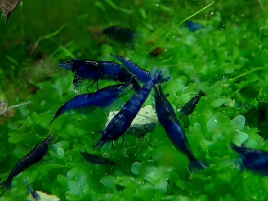 Креветка Блю Дрим (Blue Dream Shrimp)