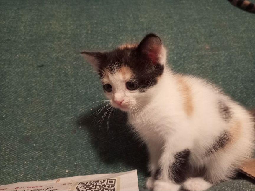 Котенок в добрые руки