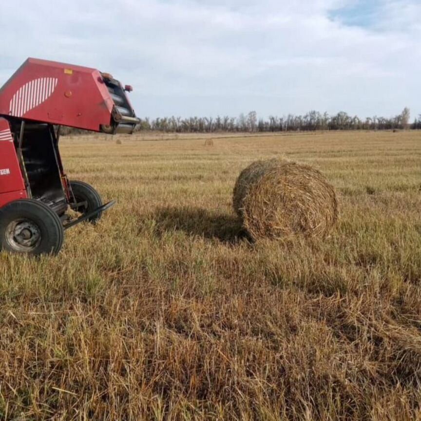 Солома овсяная