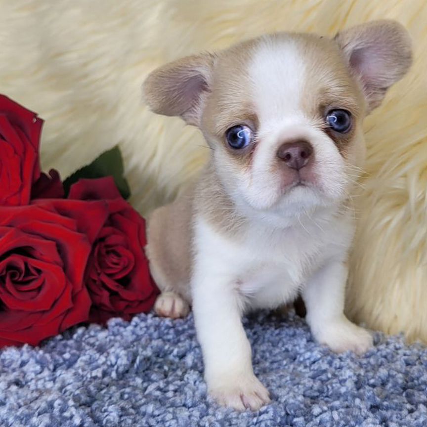 Чихуахуа мальчик 1,5мес