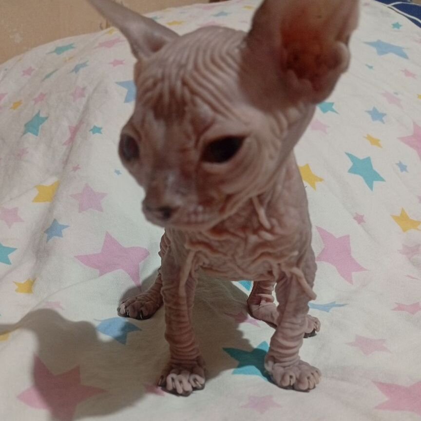 Донской сфинкс котёнок