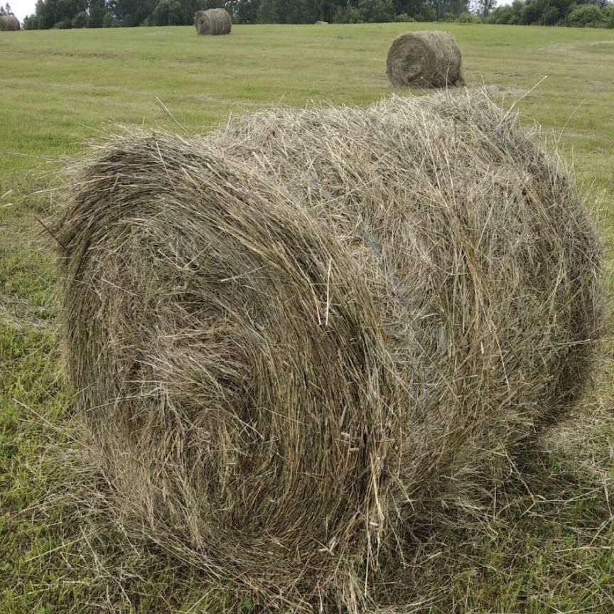 Сено в рулонах