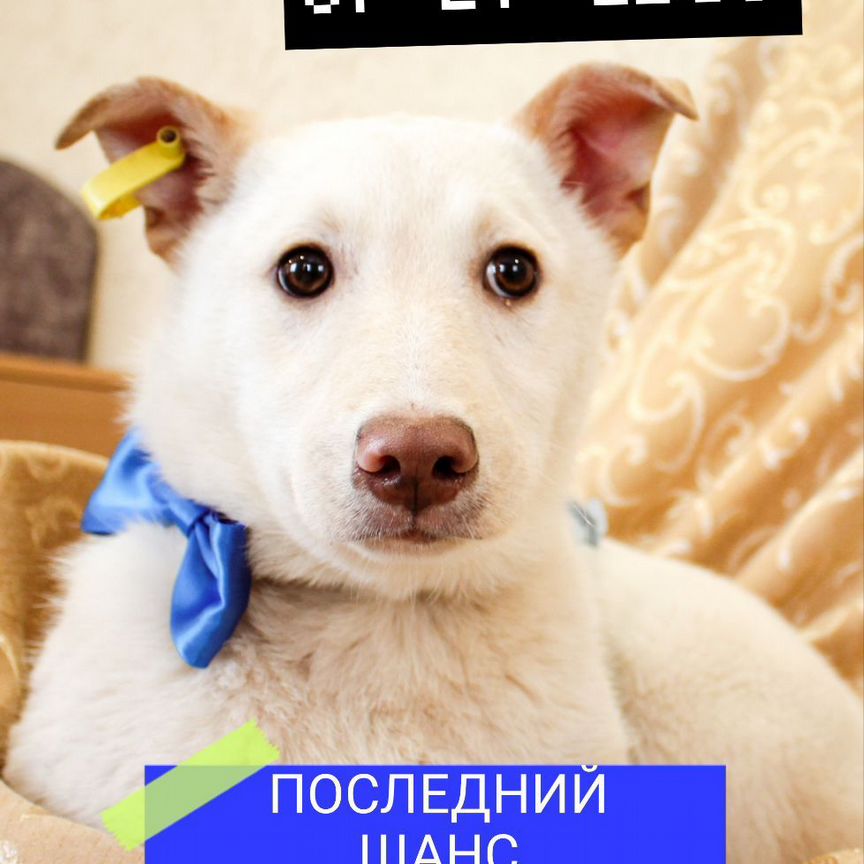 Щенок из отлова: последний шанс (в добрые руки)