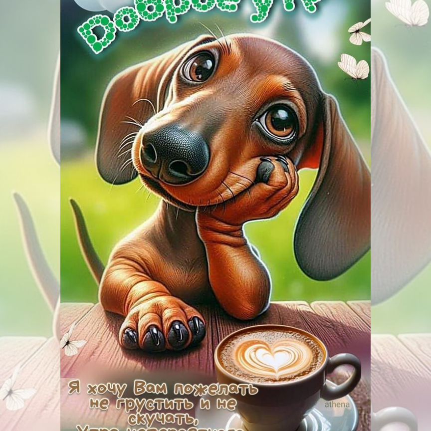 Русский той-терьер, взрослая собака