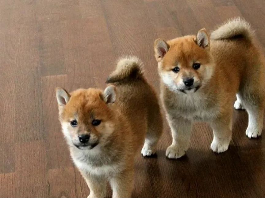 Миниатюра сиба-ину