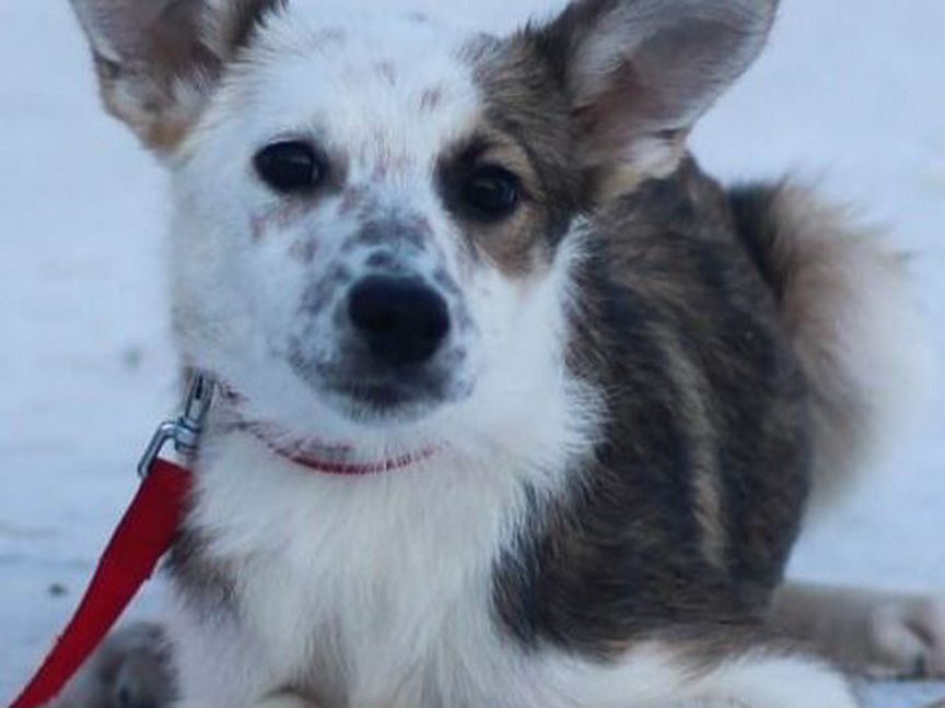 Малышка Рокси