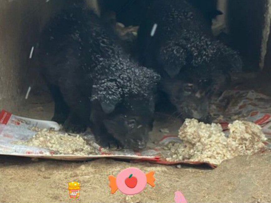 Щенки в добрые руки, чёрные и коричневые