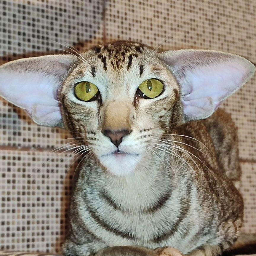 Экстрим брид кошечка