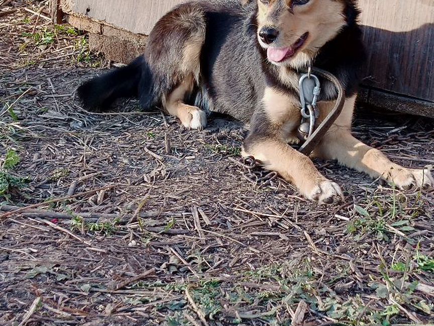 Маленькая собака в добрые руки