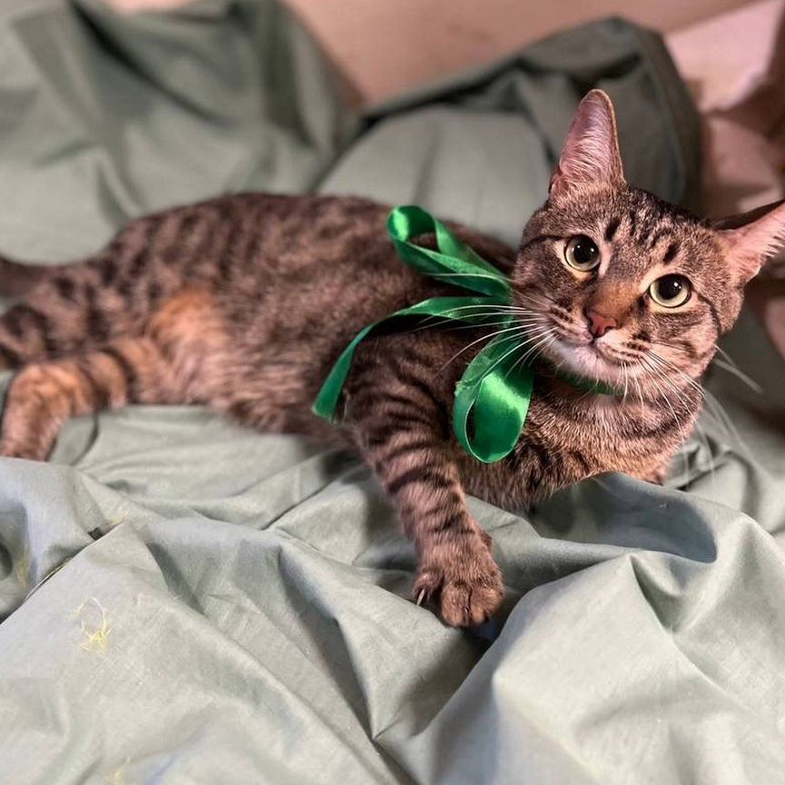 Взрослая, кошка в добрые руки