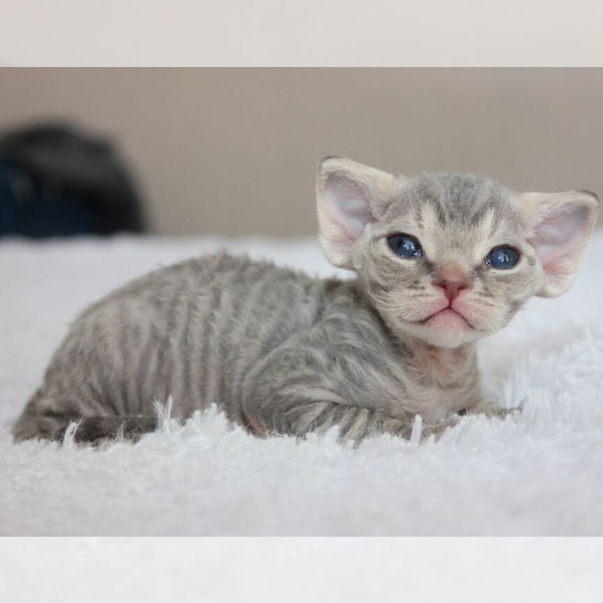 Девон-рекс котёнок