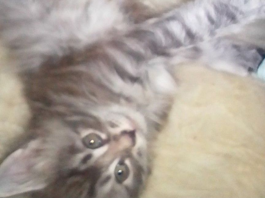 Кошки мейн-кун бесплатно