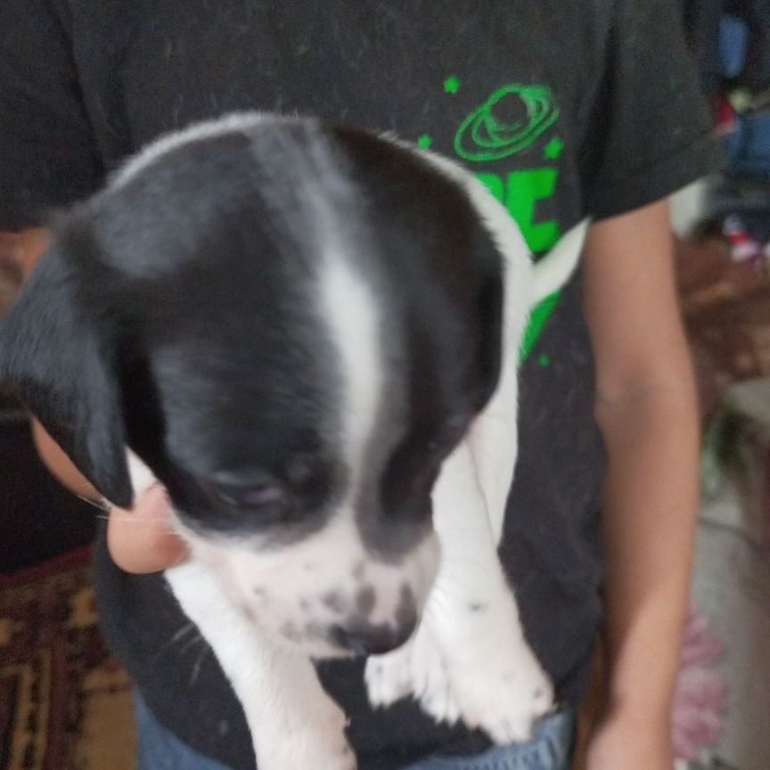 Щенки все мальчики