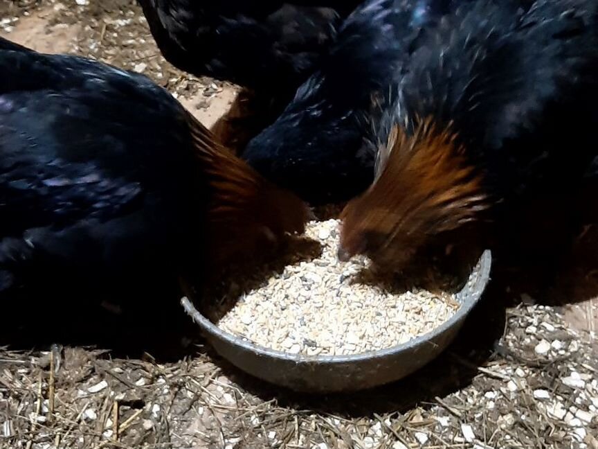 Куры молодки