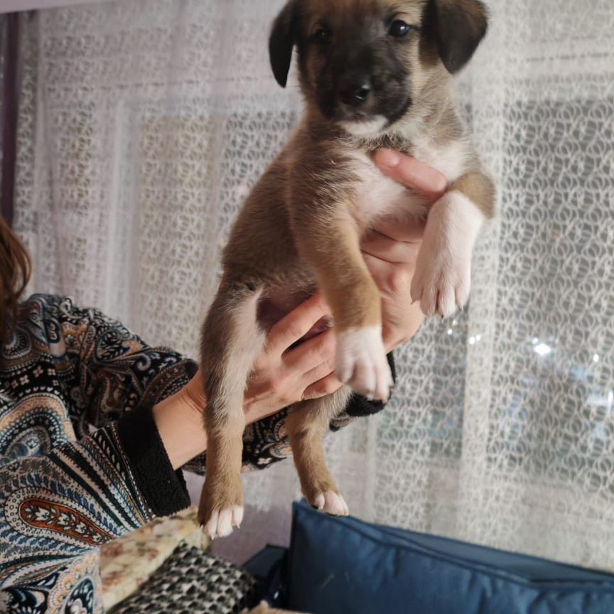 Спасённому щеночку нужен хозяин