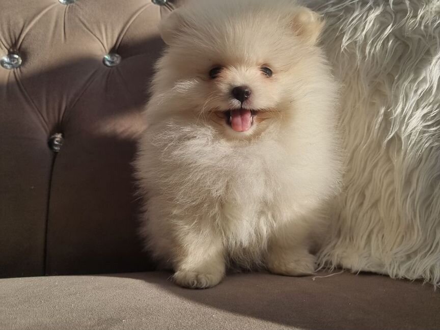 Померанский шпиц