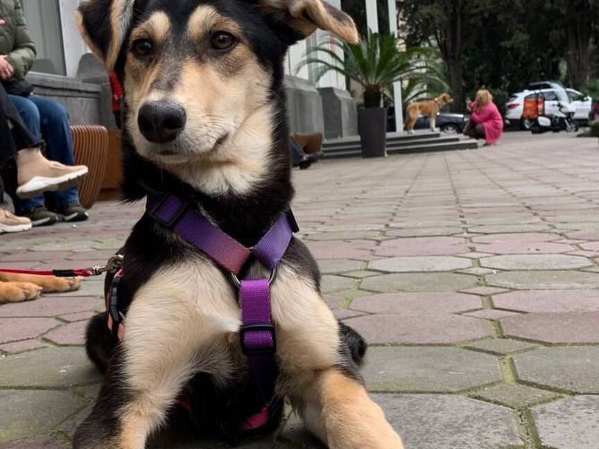 Спокойный щенок в добрые руки