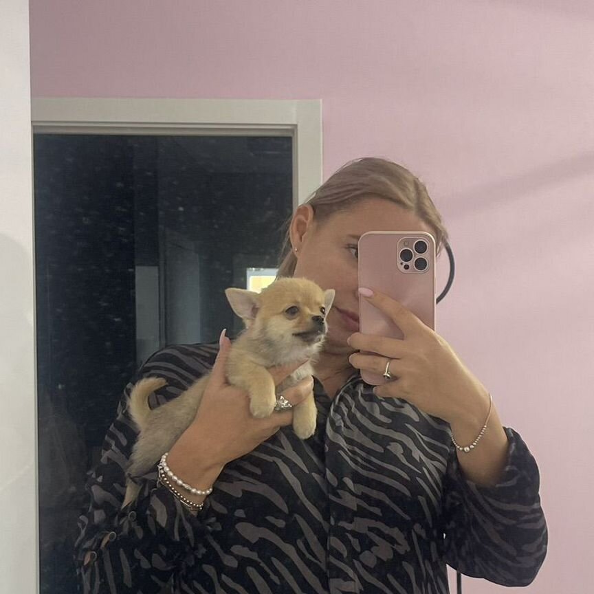 Мальчик чихуахуа, мини