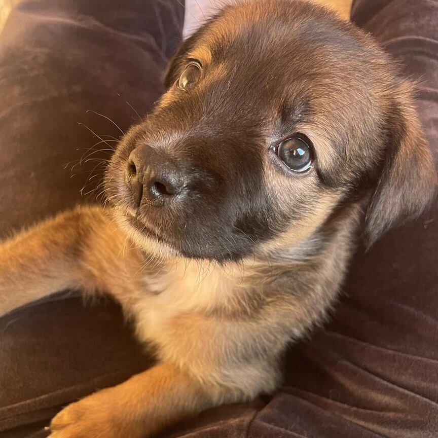 Щенок в добрые руки