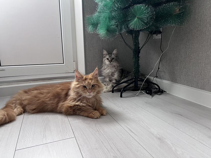 Мейн-кун