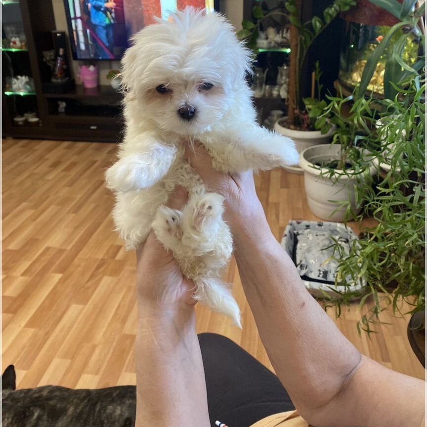 Мальтийская болонка, щенок