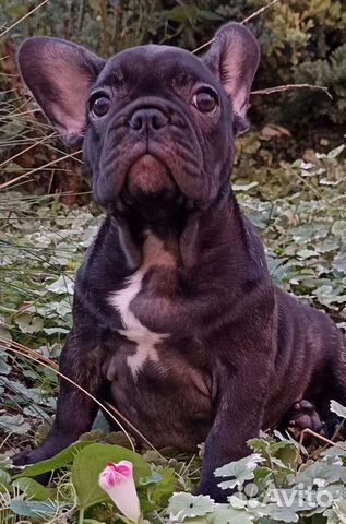 Сладкий пирожок