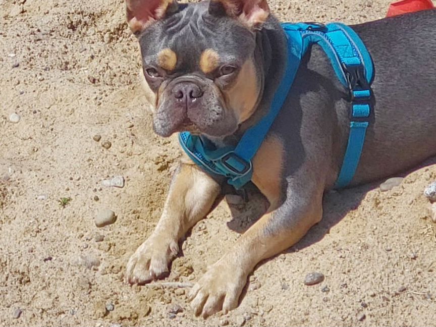 Французский Бульдог девочка