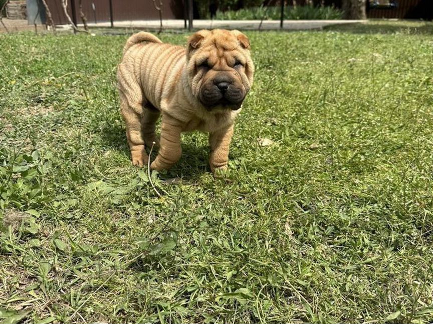 Щенки шарпей