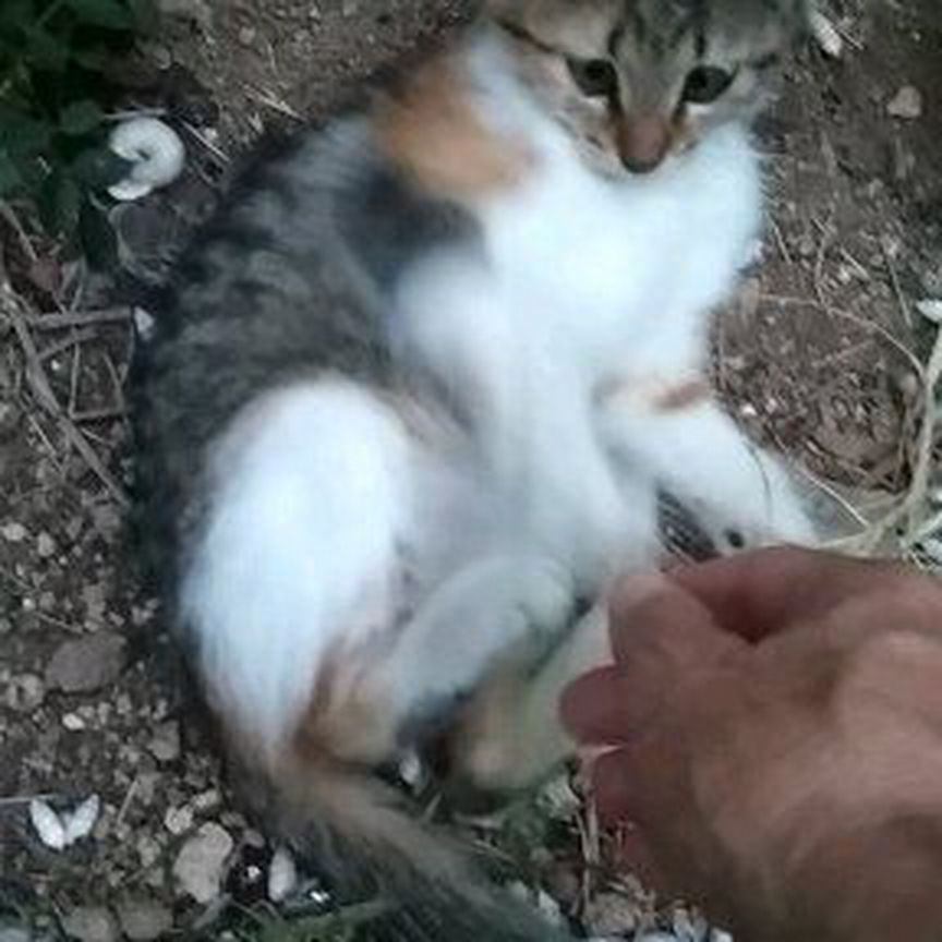 Котёнок в добрые руки 1,5 месяца