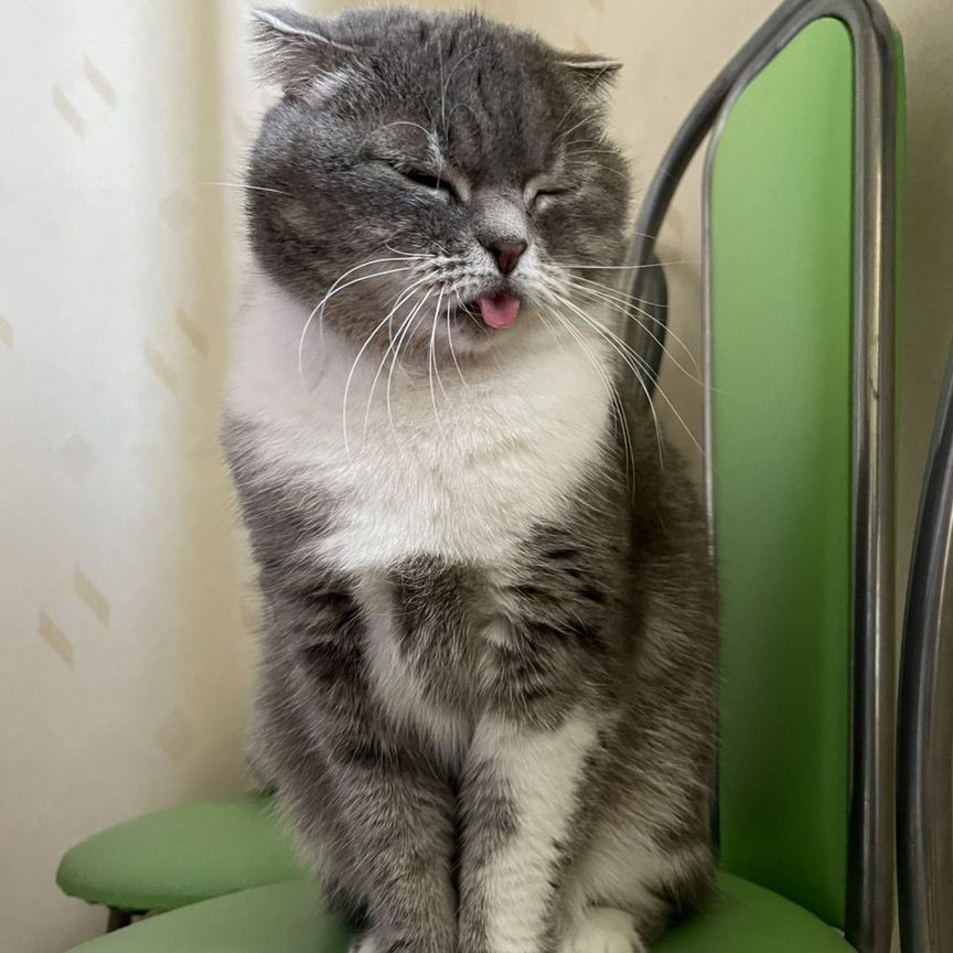 Кошка в добрые ручки