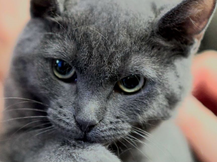 Котенок, 5 месяцев, девочка, голубого окраса