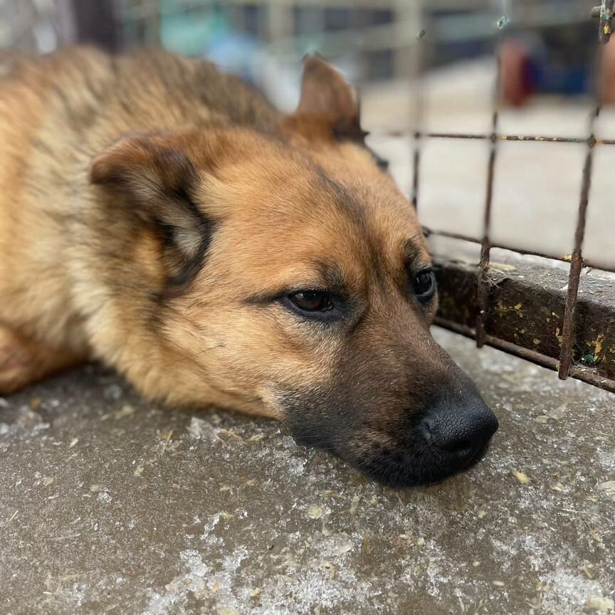 Малыш Йодо ищет семью