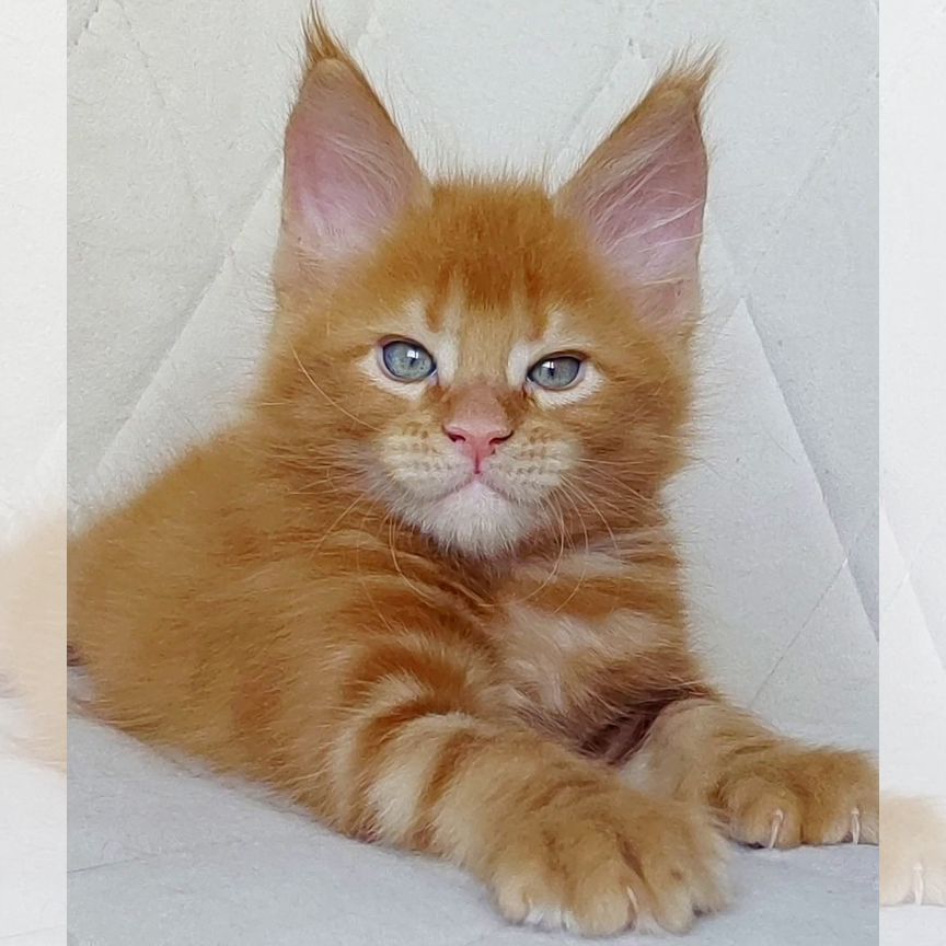 Мейн-кун котёнок