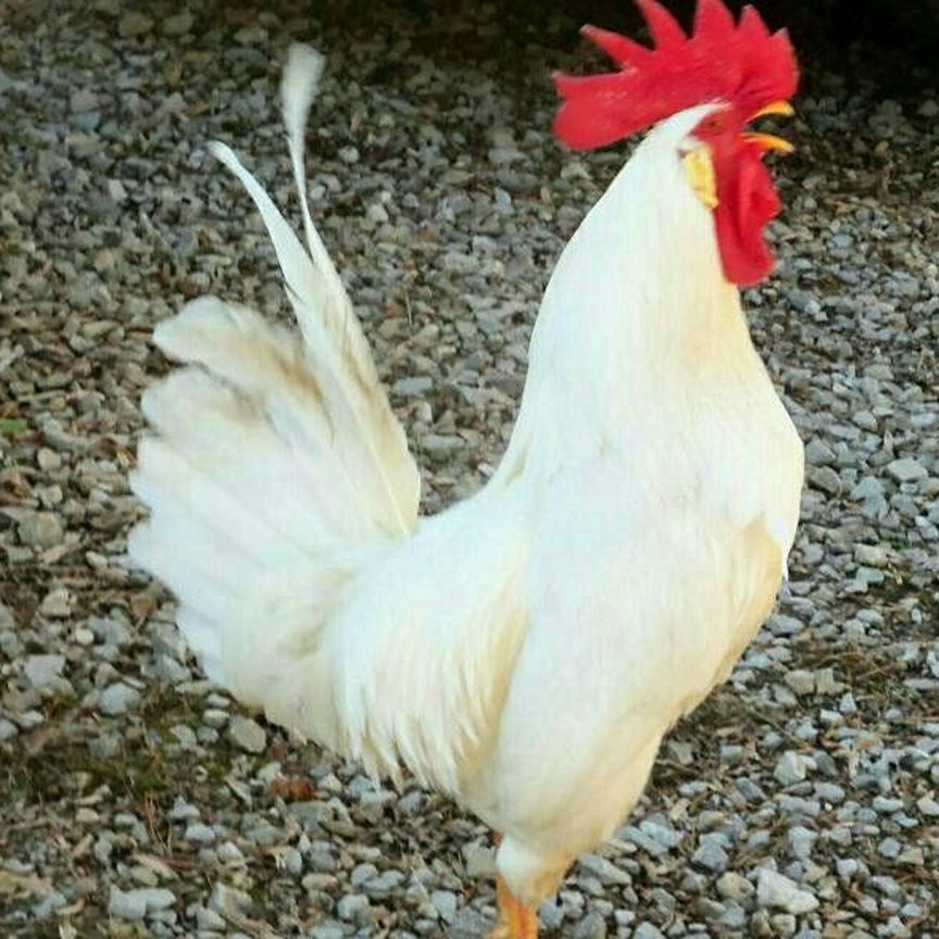 Молодые петухи