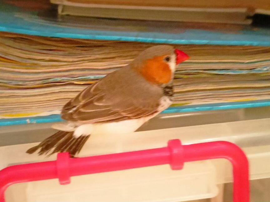 Амадины в добрые руки