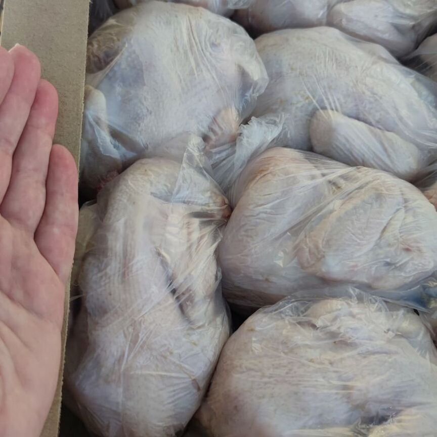 Цыплята корнишоны с шеей