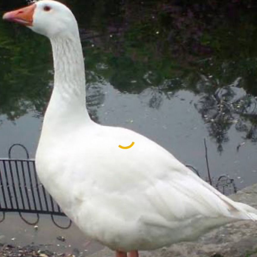 Живые гуси