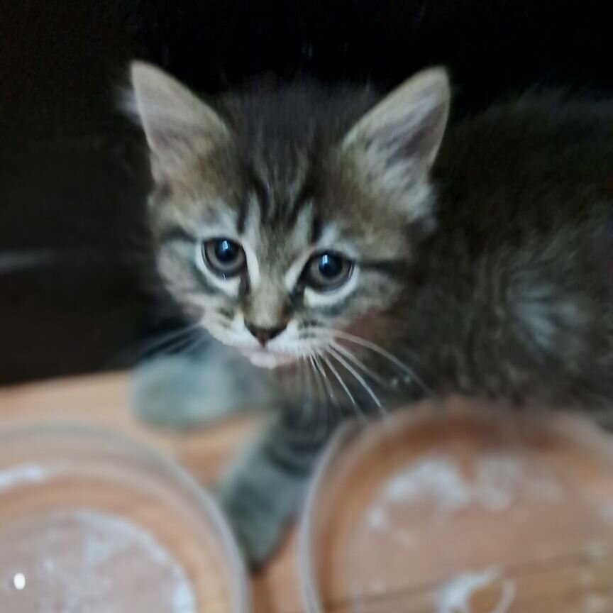 Кошечка невская маскарадная