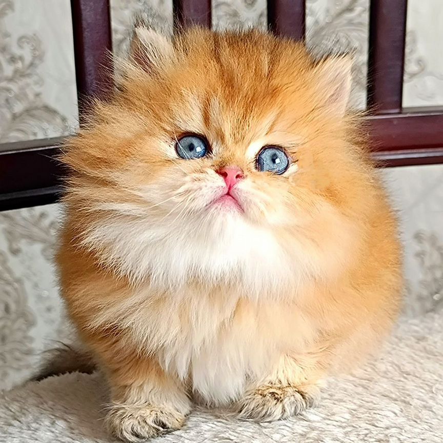 Шотландский прямоухий длинношёрстный котёнок