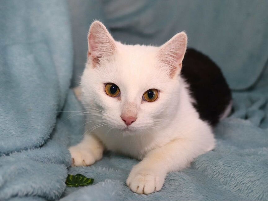 Котик Боря ищет дом