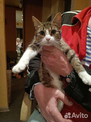 Кошки в добрые руки бесплатно