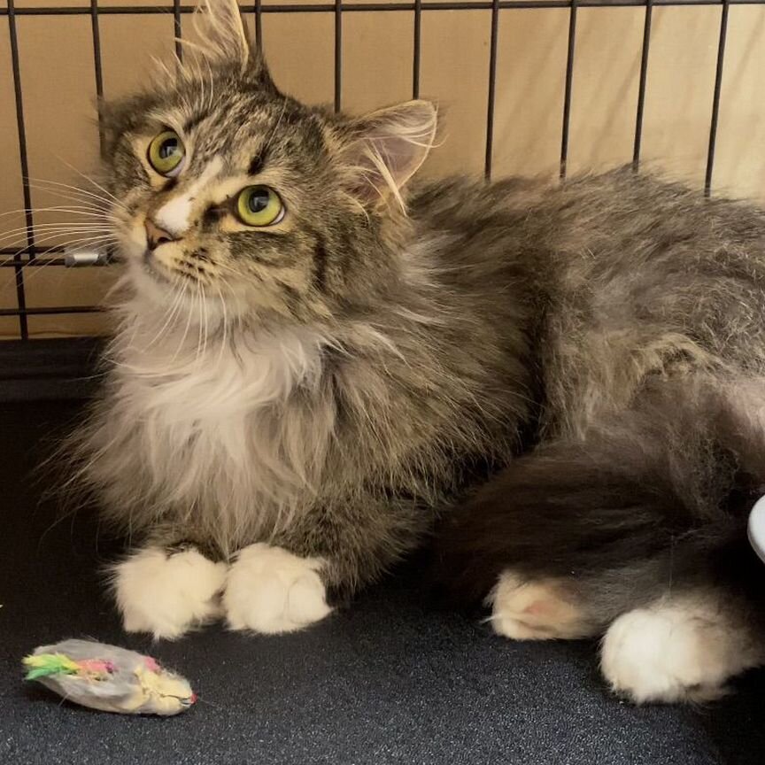 Взрослый кот в добрые руки