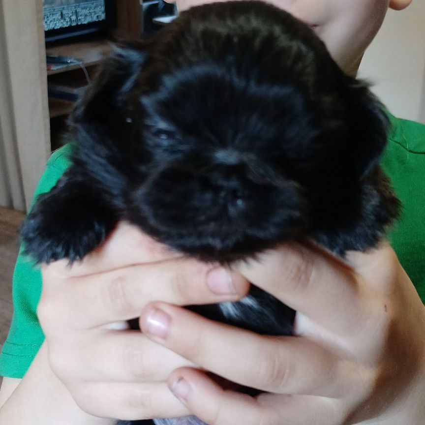 Пекинес, щенок