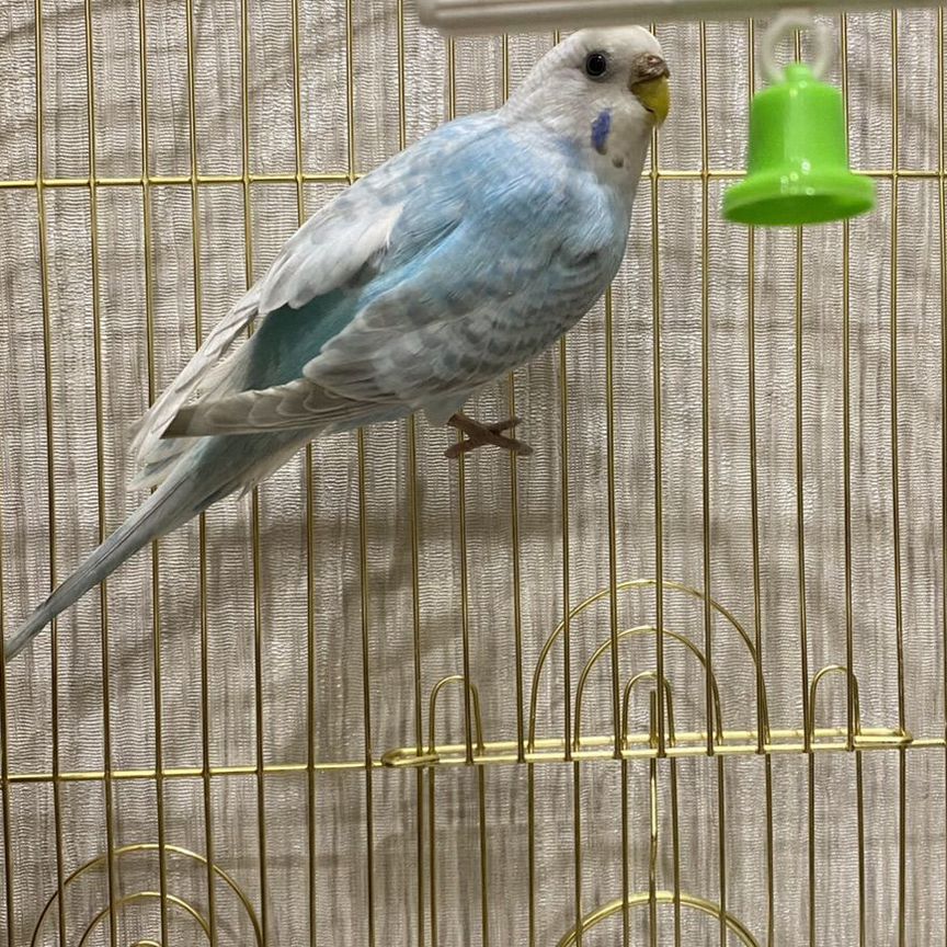 Волнистый попугай самка вместе с клеткой