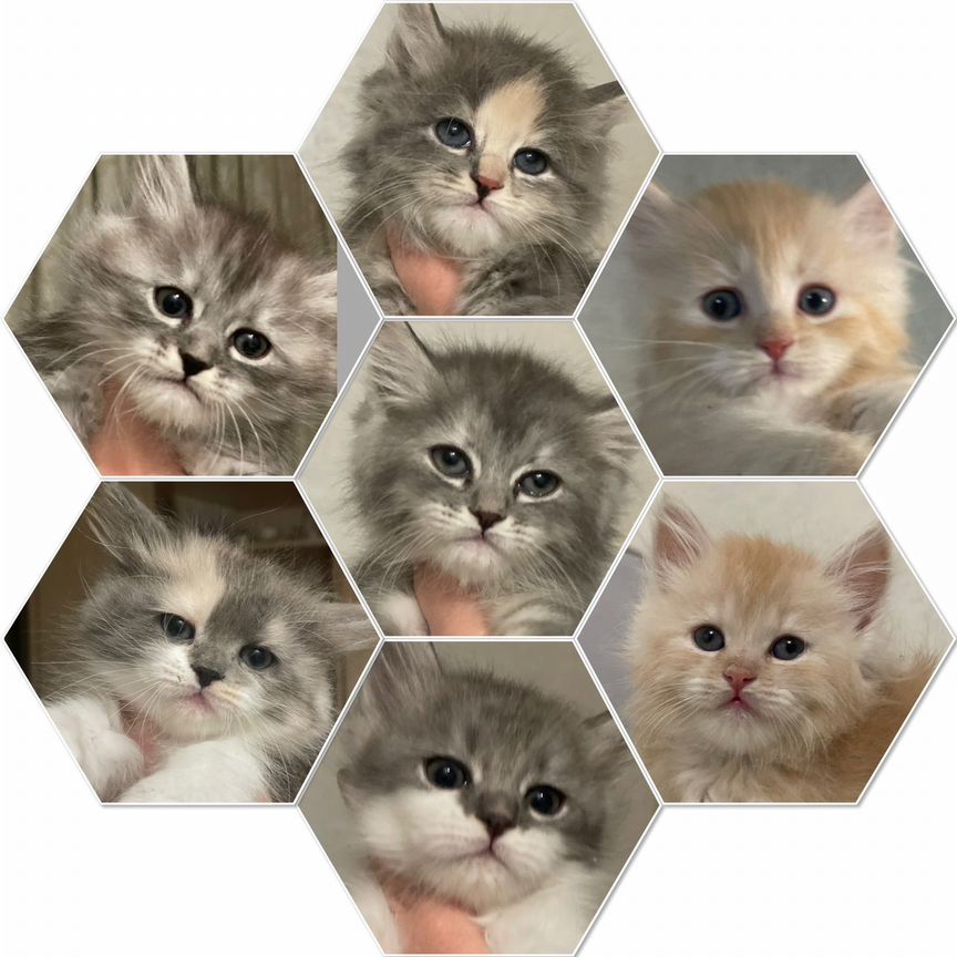 Сибирские котята