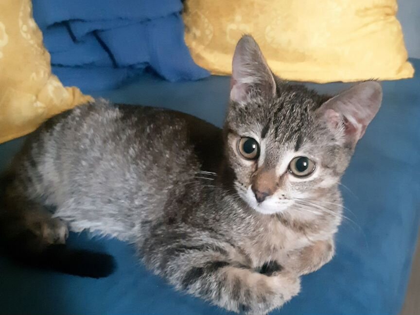 Котенок в добрые руки