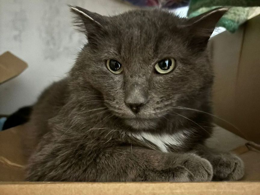 Кот